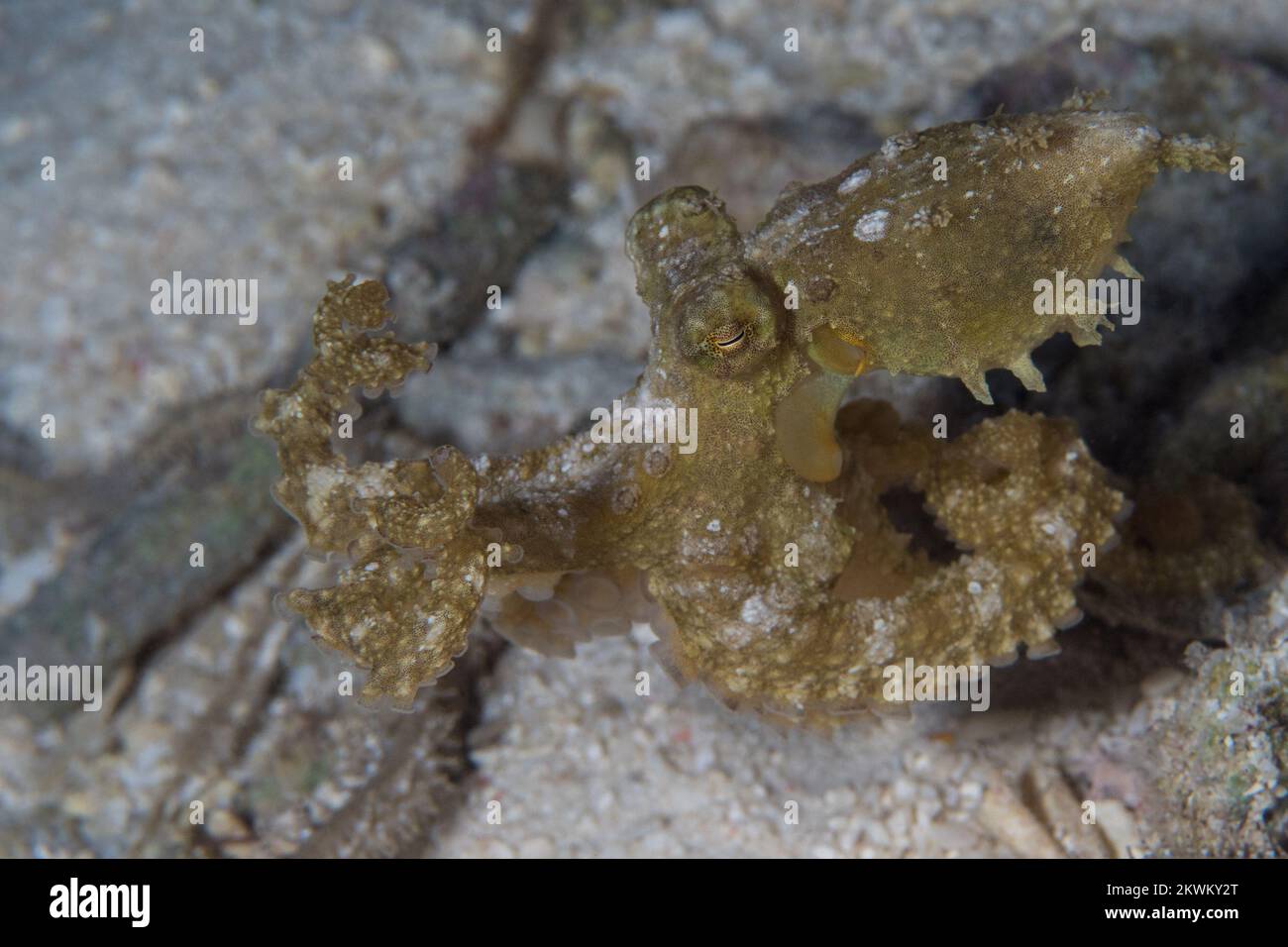Octopus camouflage - octopus changing it's shape, texture and colour to ...