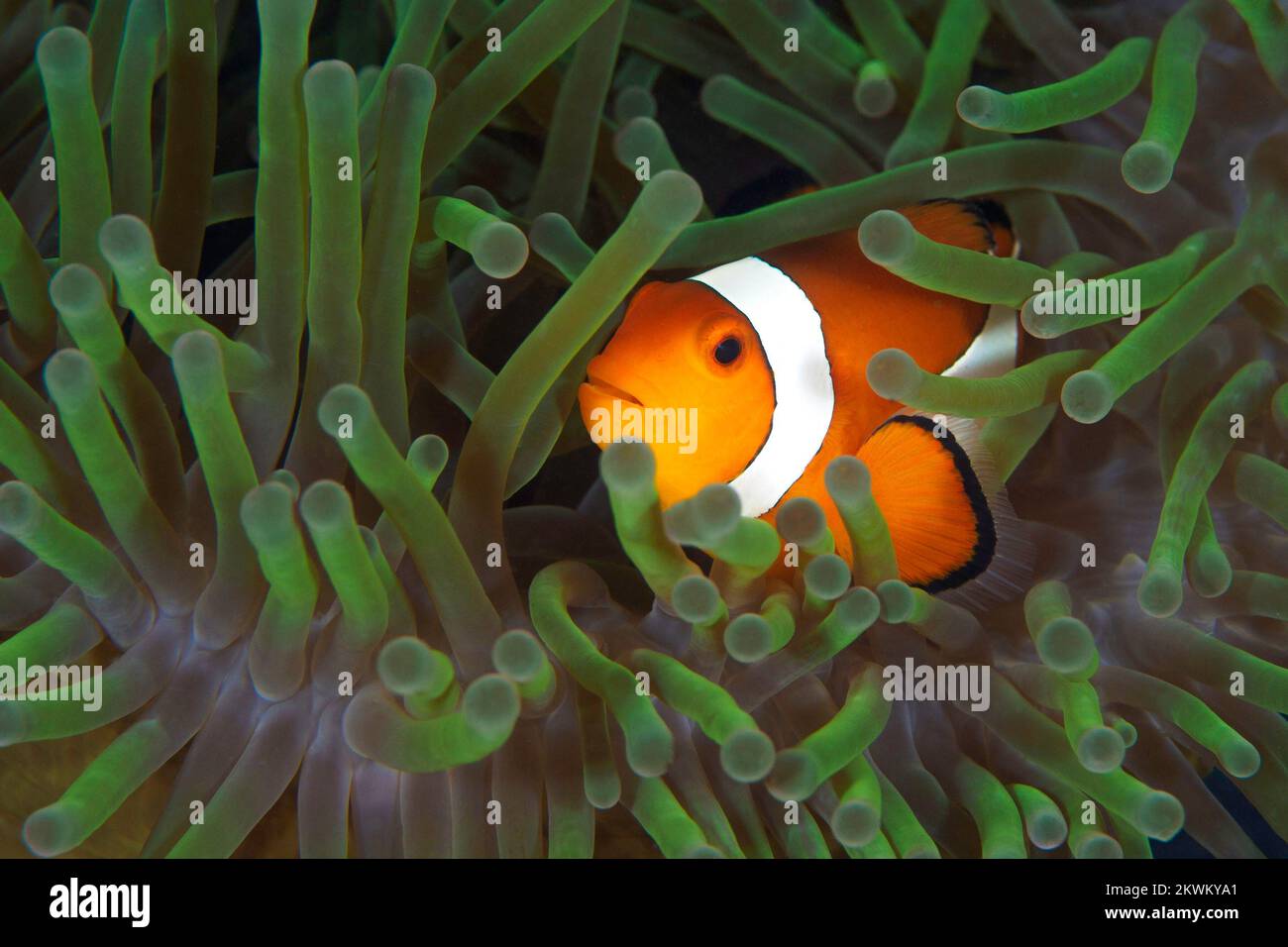 Cute orange clownfish swimming above colorful anemone in the Indo ...
