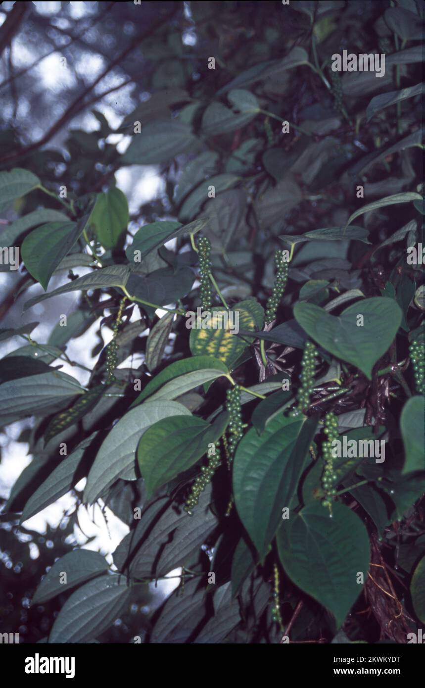 Black pepper plant kerala india hi-res stock photography and images - Alamy