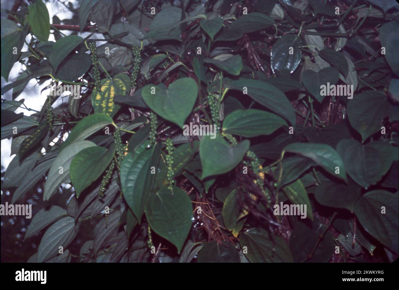 Black pepper plant kerala india hi-res stock photography and images - Alamy