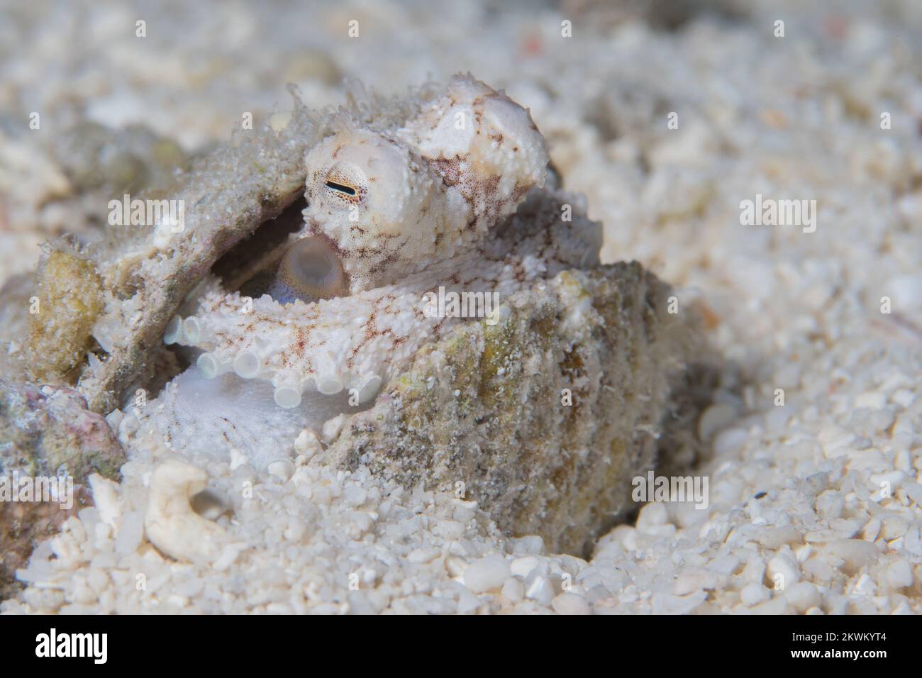 Coconut octopus camouflaging itself among it's surroundings ...