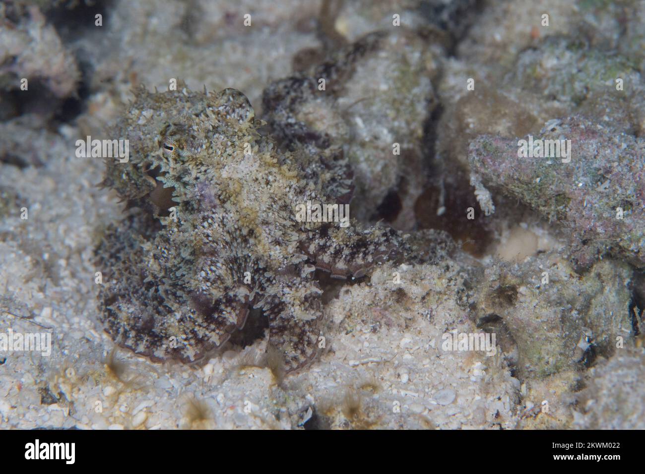 Octopus camouflage - octopus changing it's shape, texture and colour to ...