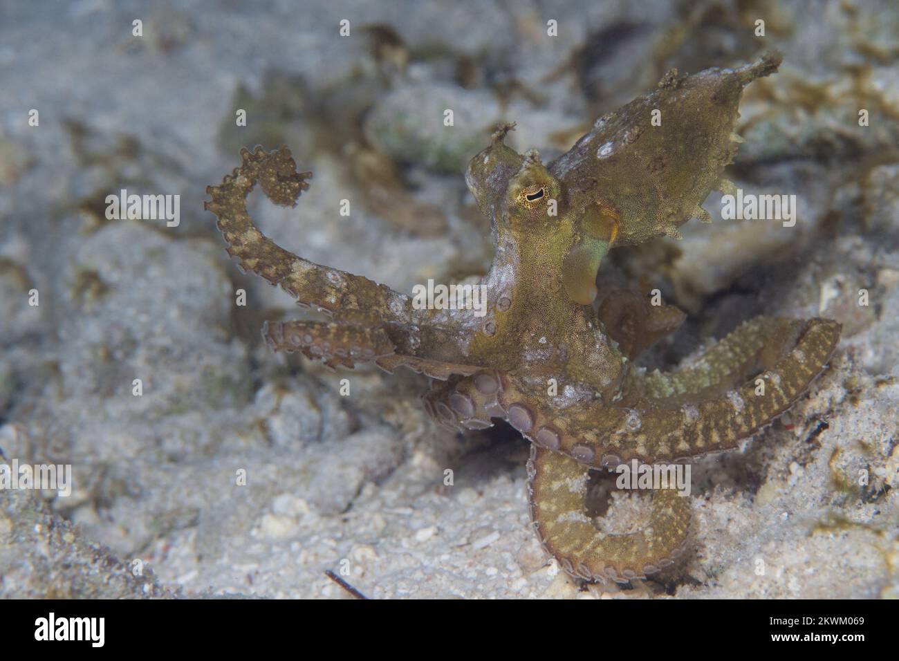 Octopus camouflage - octopus changing it's shape, texture and colour to ...