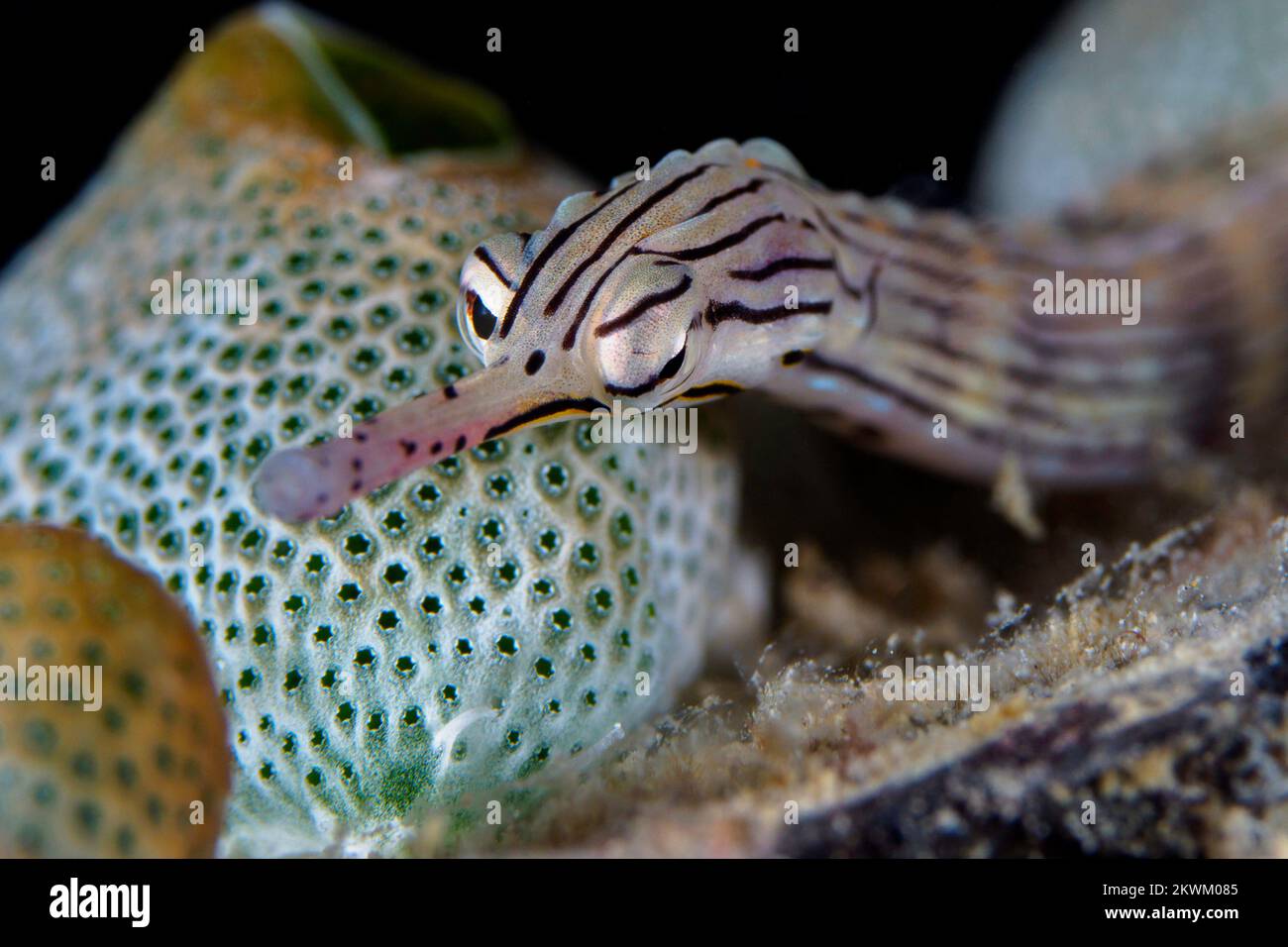 Close up headshot of tropical pipefish in the coral Triangle Stock ...