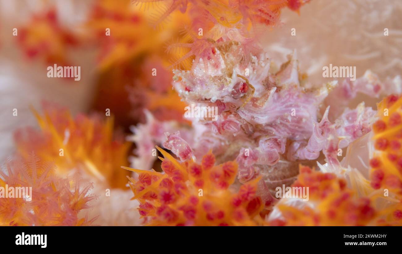 Pink soft coral candy crab on coral reef Stock Photo - Alamy