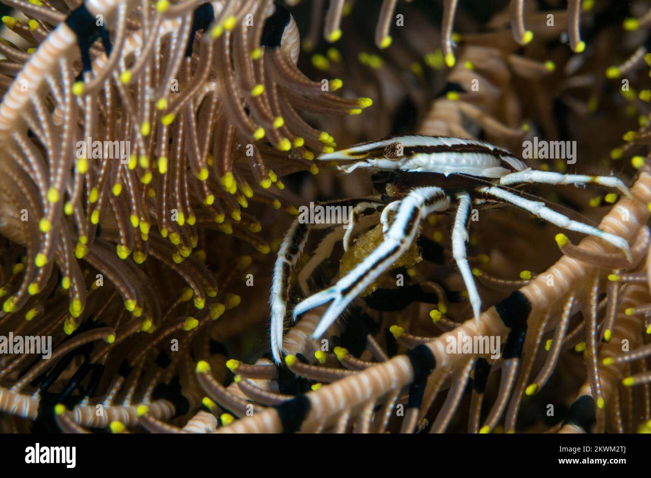 Marine animal behavior - Camouflage techniques used underwater to hide ...