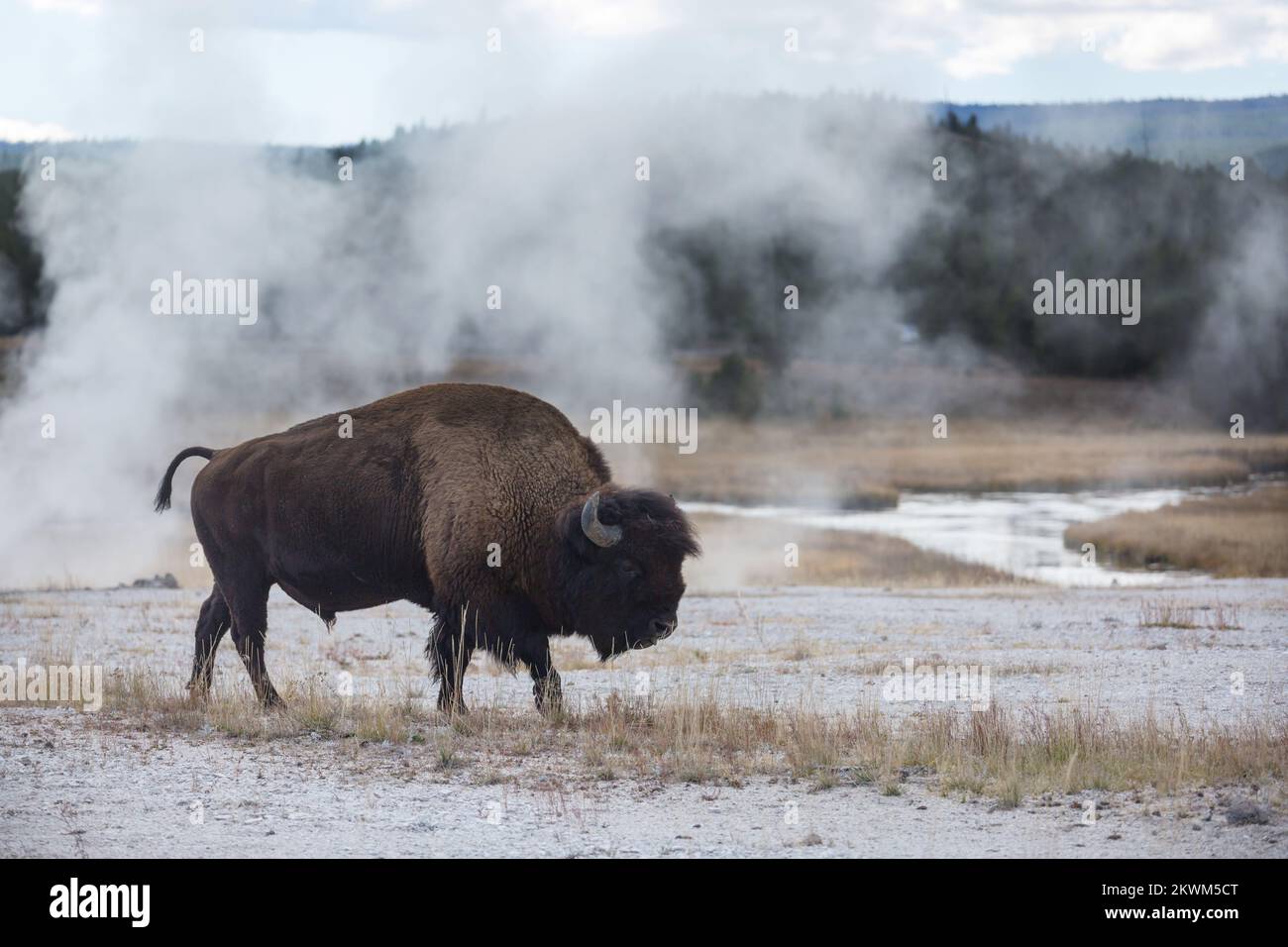 Wild buffalo in Yellowstone National Park, USA Stock Photo - Alamy