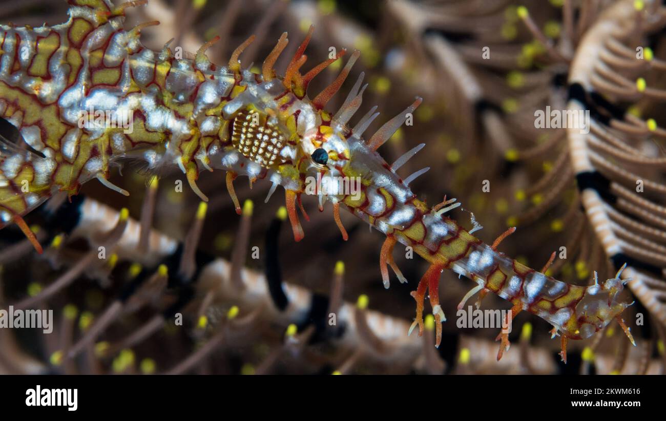 Beautiful ornate ghost pipefish camouflaging in with feather star on ...