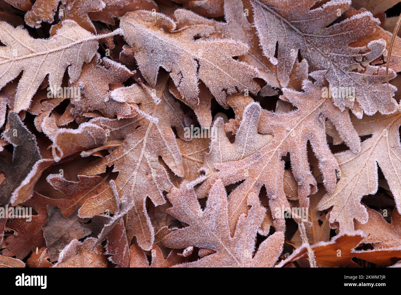 autumn leaves covered with dew Stock Photo - Alamy