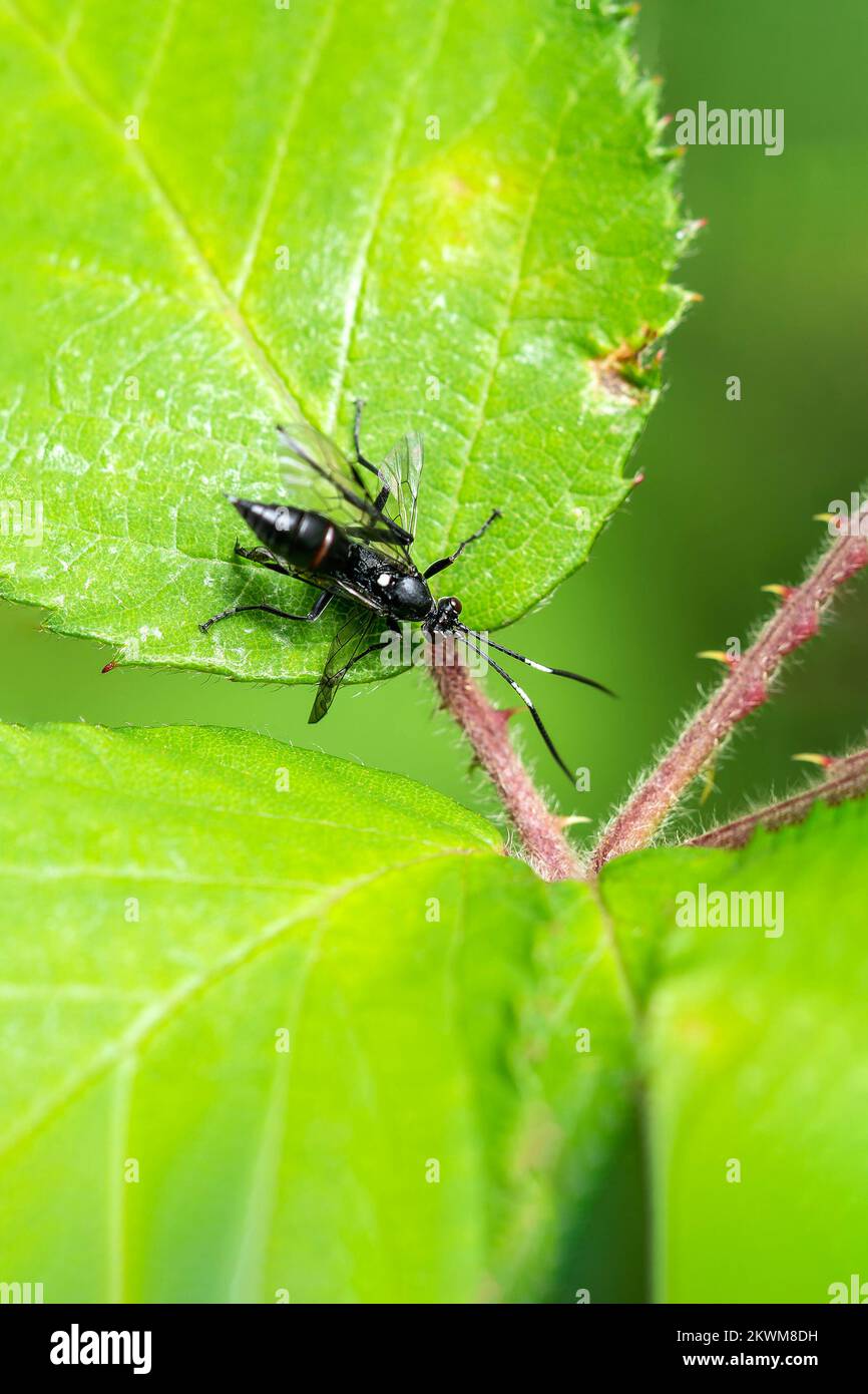 Ichneumonid wasp (Ichneumon Coelichneumon) a parasitic black flying ...