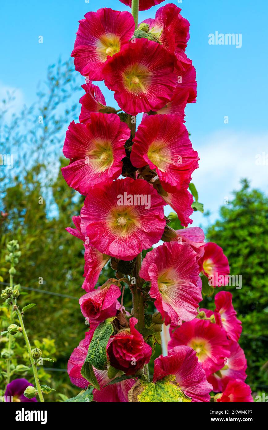 Alcea 'Burgundy Towers' (althaea rosea) a tall flowering plant commonly ...
