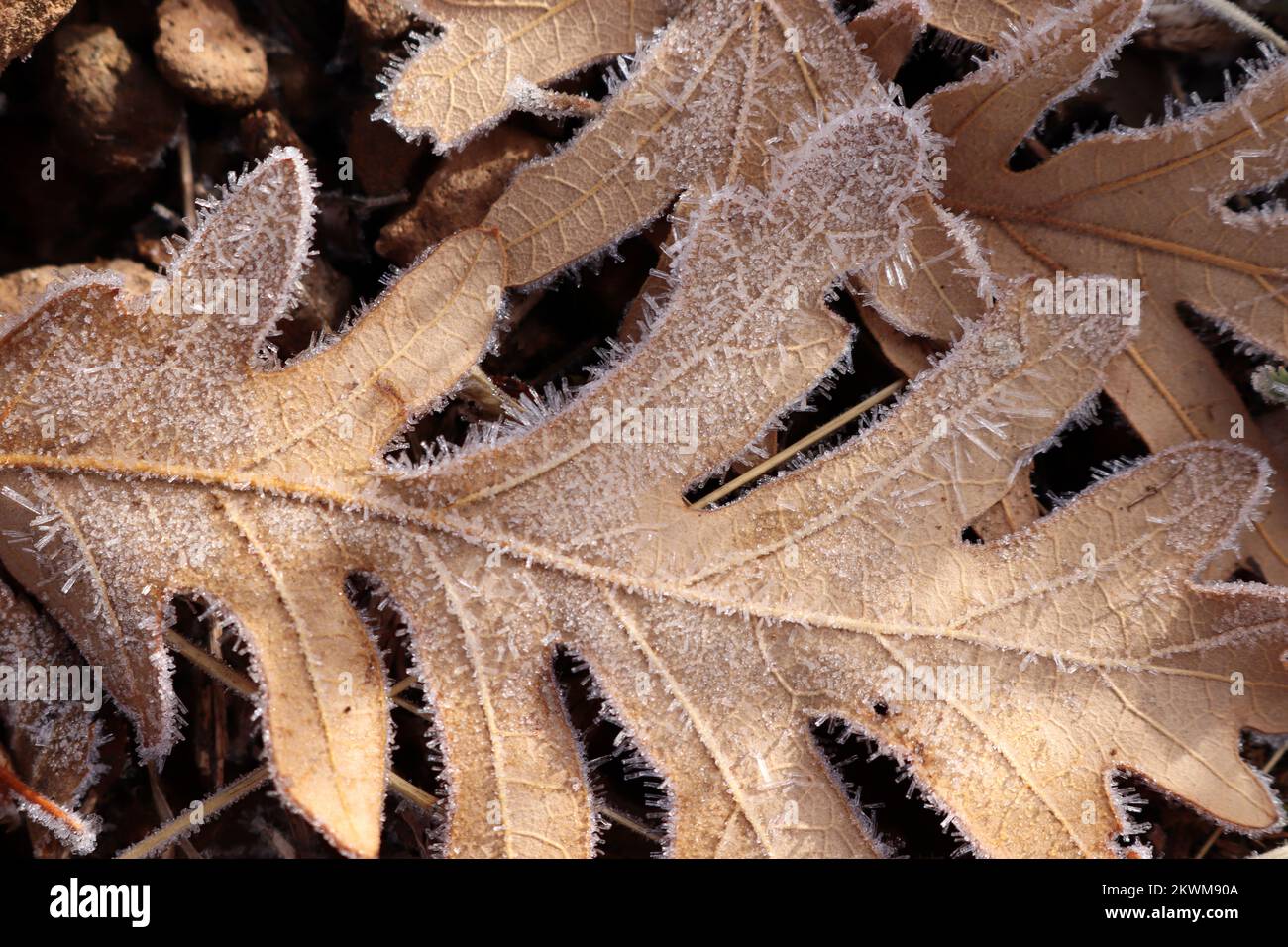 autumn leaves covered with dew Stock Photo - Alamy