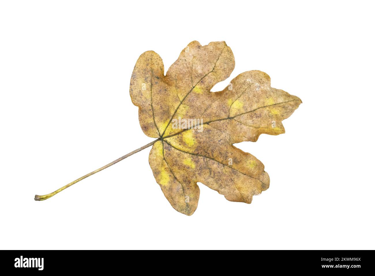 Field maple leaf (Acer campestre) in autumn fall colour, stock photo ...