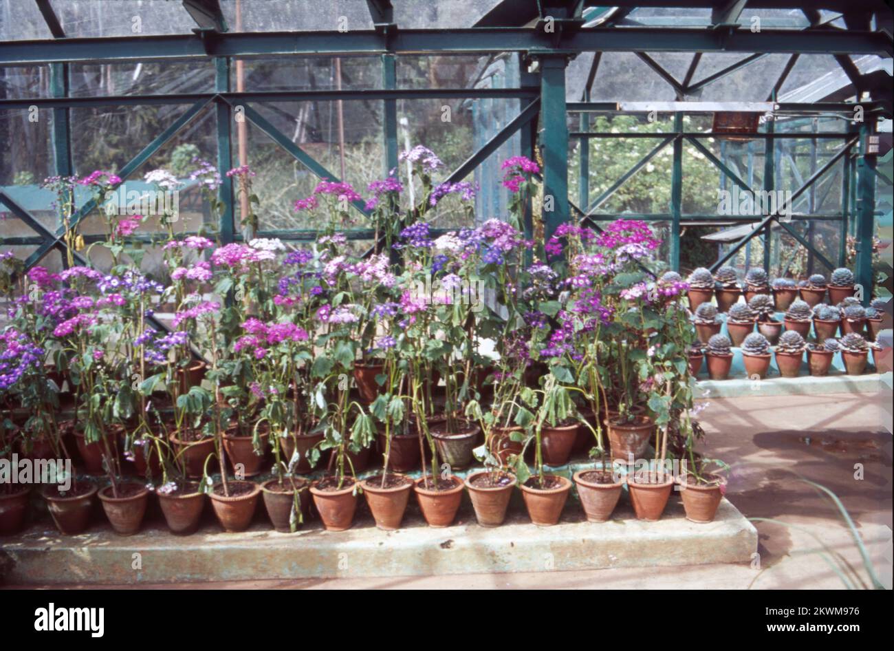 Botanical structure amidst plants hi-res stock photography and images ...