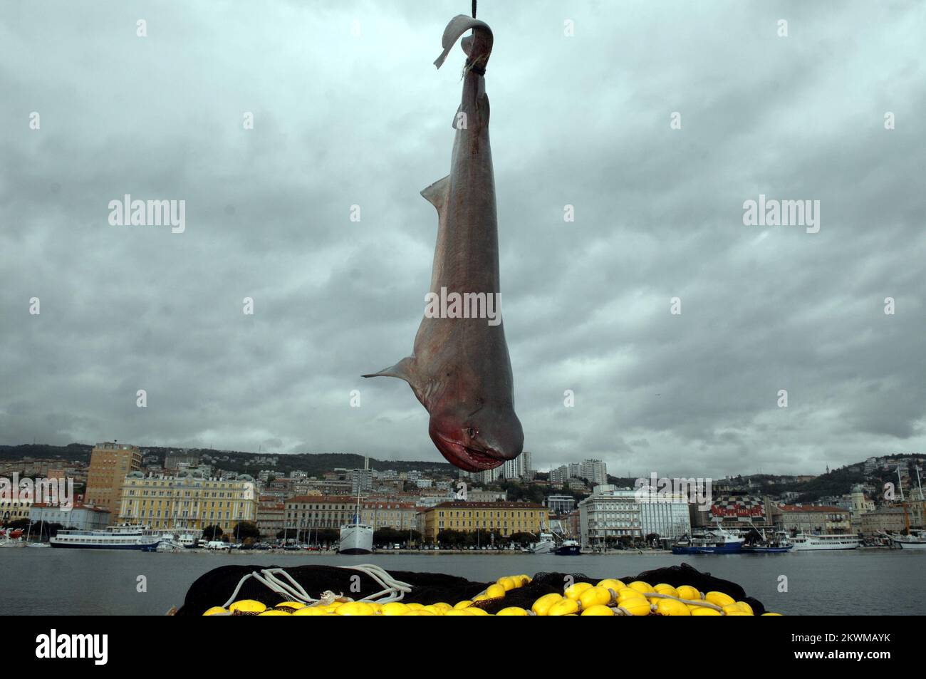 22.04.2012. Rijeka, Croatia - Shark caught by fishermen from a boat ...
