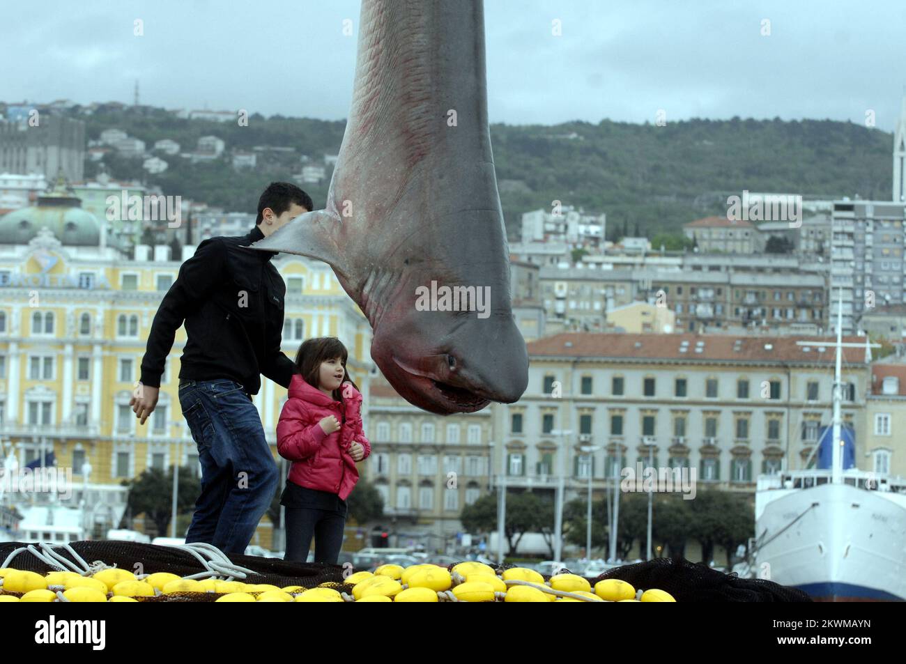 22.04.2012. Rijeka, Croatia - Shark caught by fishermen from a boat ...