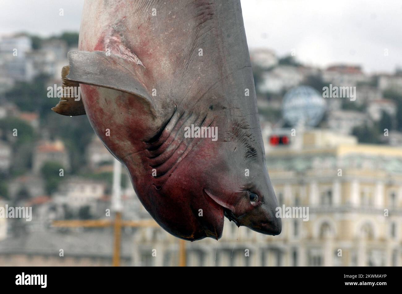 22.04.2012. Rijeka, Croatia - Shark caught by fishermen from a boat ...
