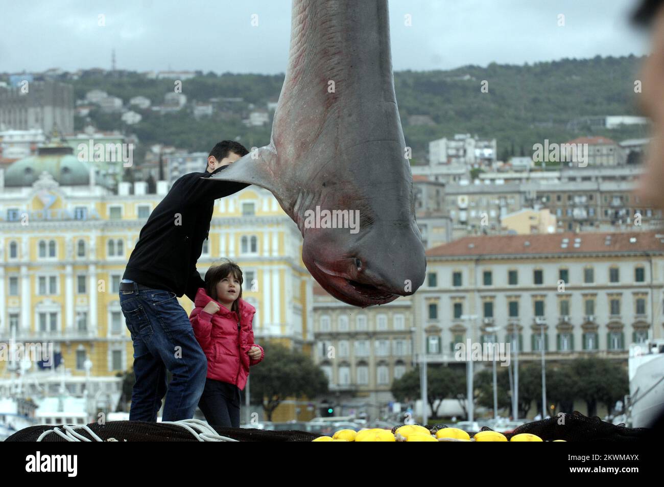 22.04.2012. Rijeka, Croatia - Shark caught by fishermen from a boat ...