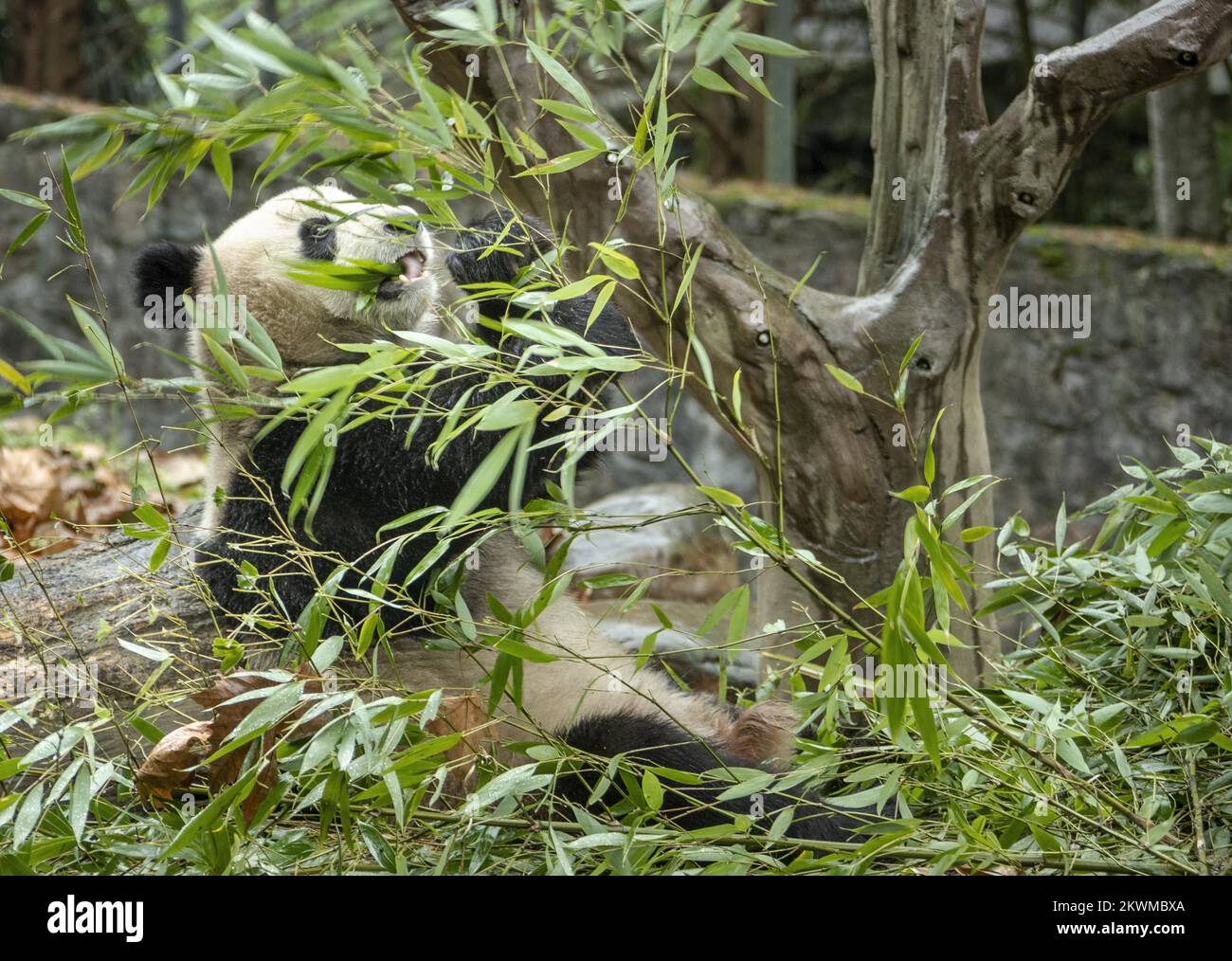Chengdu City, China, 30 November, 2022. Cute giant pandas in Dujiangyan ...