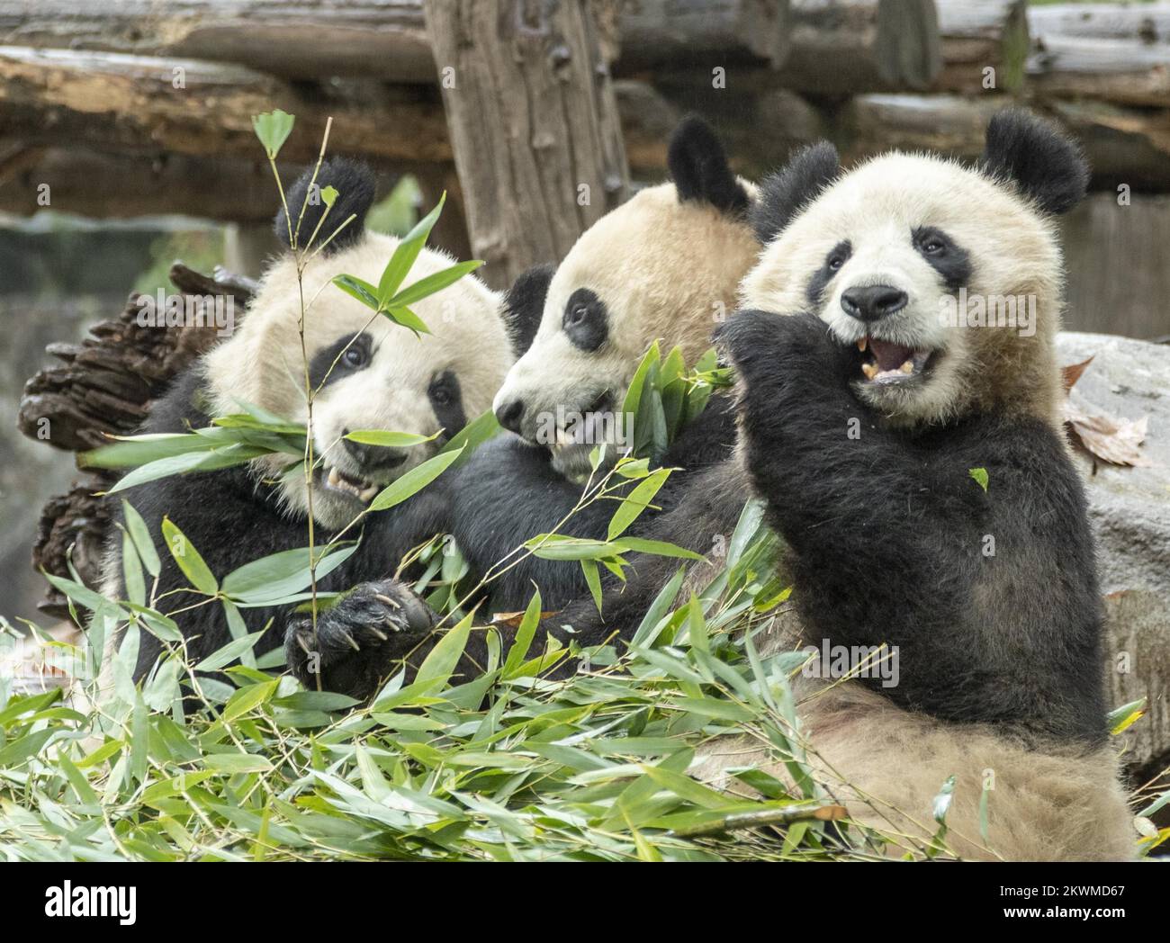 Chengdu City, China, 30 November, 2022. Cute giant pandas in Dujiangyan ...