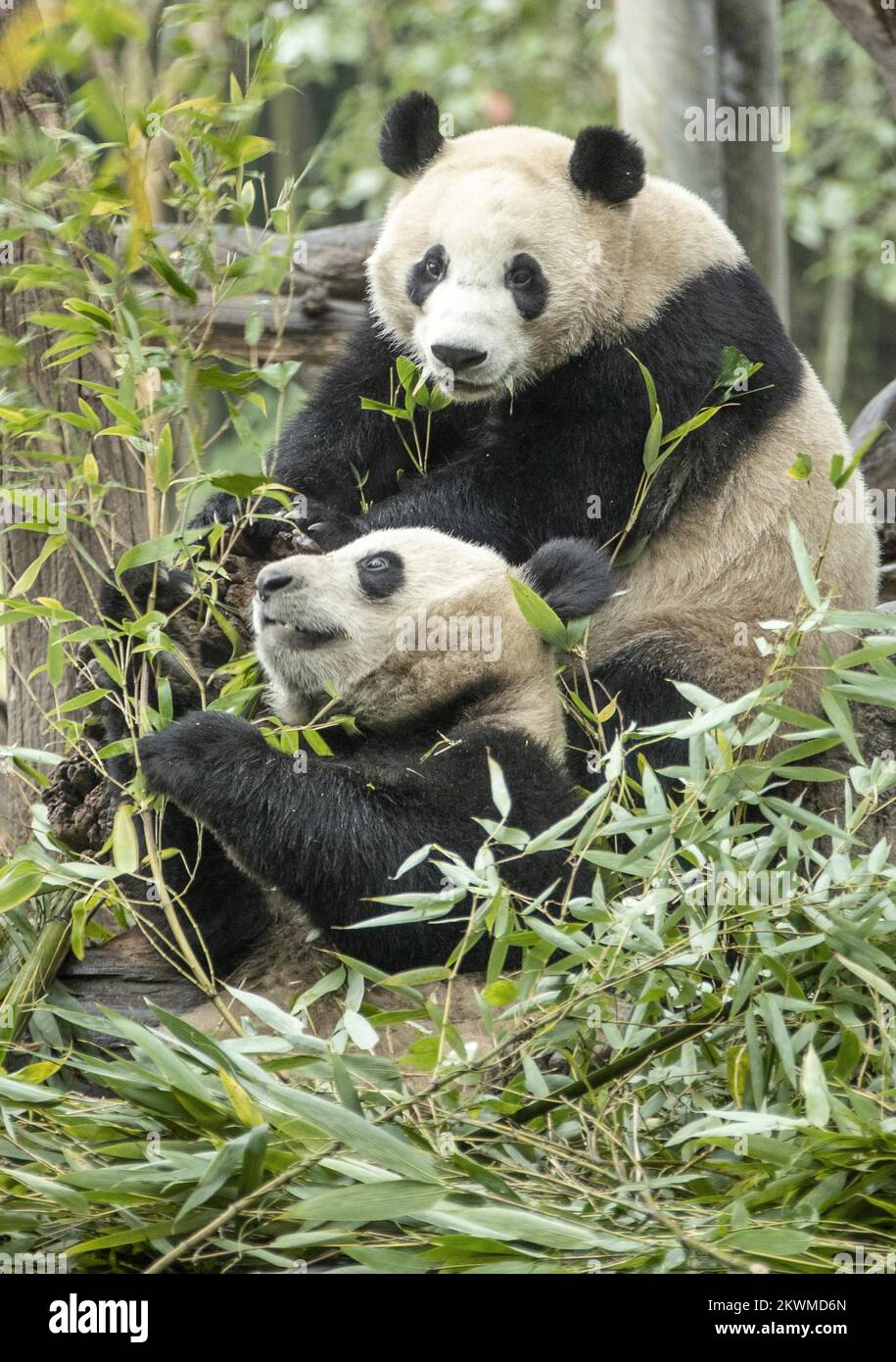 Chengdu City, China, 30 November, 2022. Cute giant pandas in Dujiangyan ...