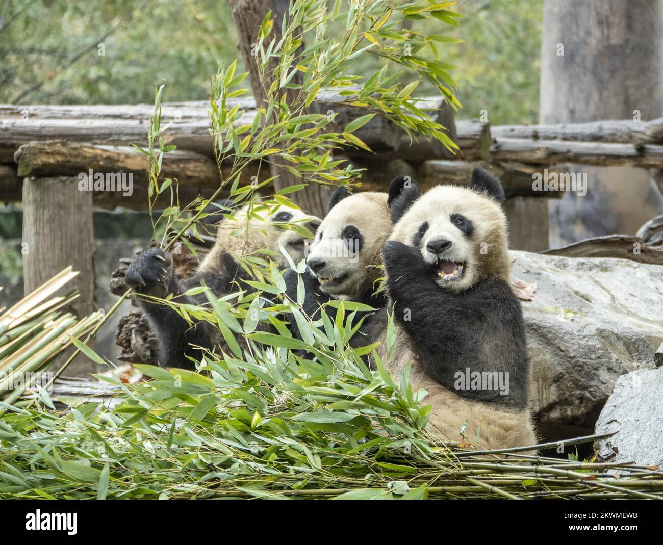 Chengdu City, China, 30 November, 2022. Cute giant pandas in Dujiangyan ...