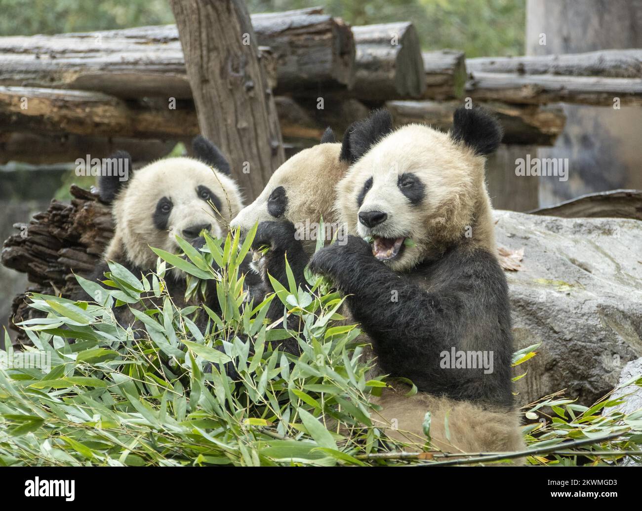 Chengdu City, China, 30 November, 2022. Cute giant pandas in Dujiangyan ...
