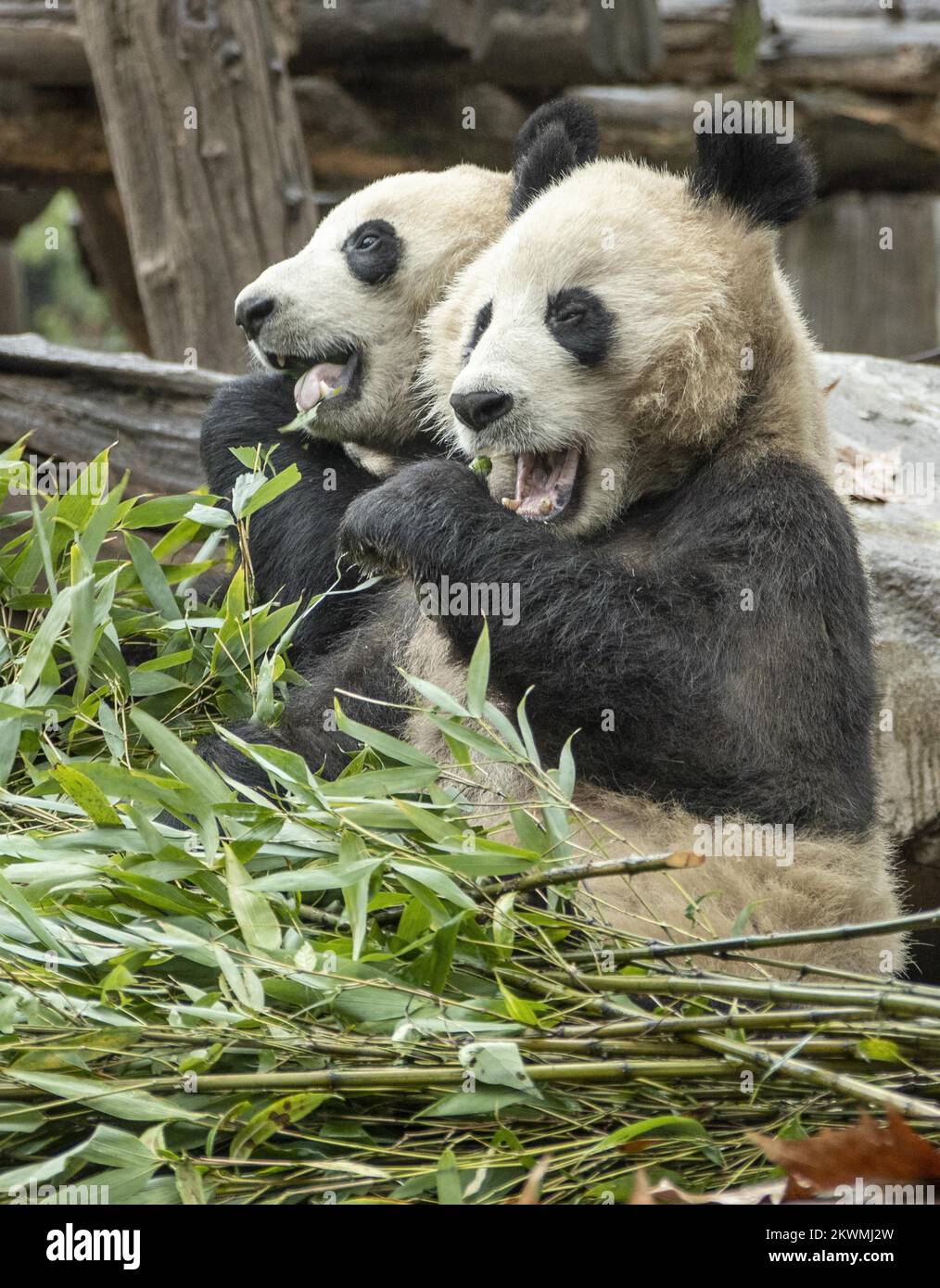 Chengdu City, China, 30 November, 2022. Cute giant pandas in Dujiangyan ...