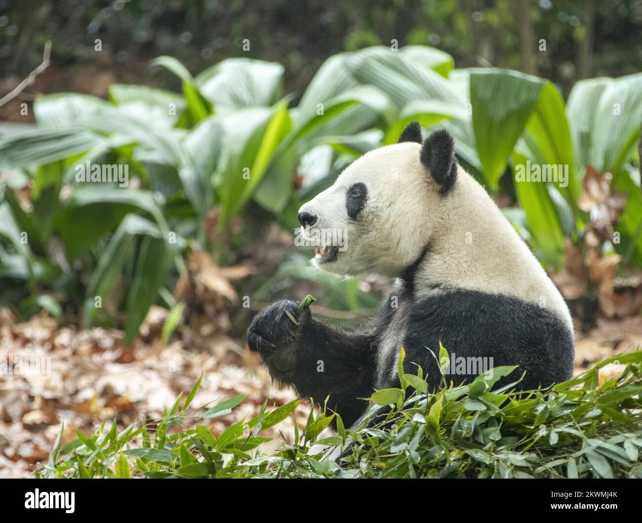 Chengdu City, China, 30 November, 2022. Cute giant pandas in Dujiangyan ...