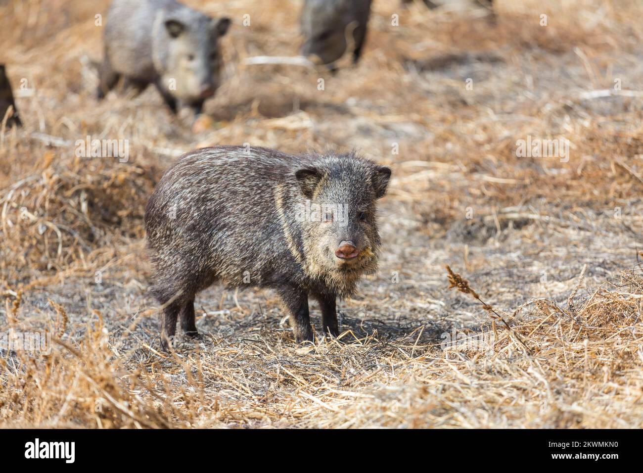 Boars head autumn hi-res stock photography and images - Alamy