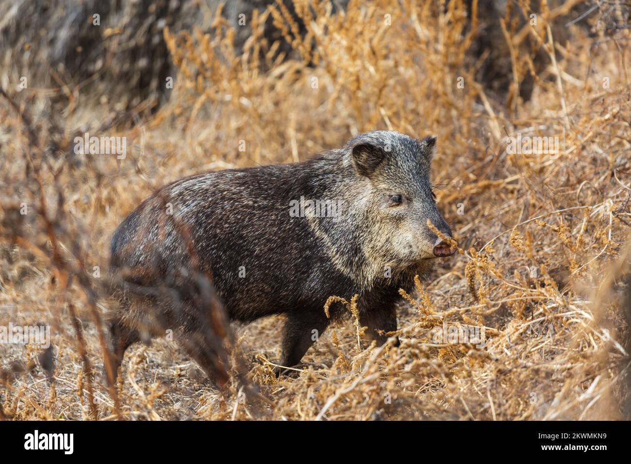 Boars head autumn hi-res stock photography and images - Alamy