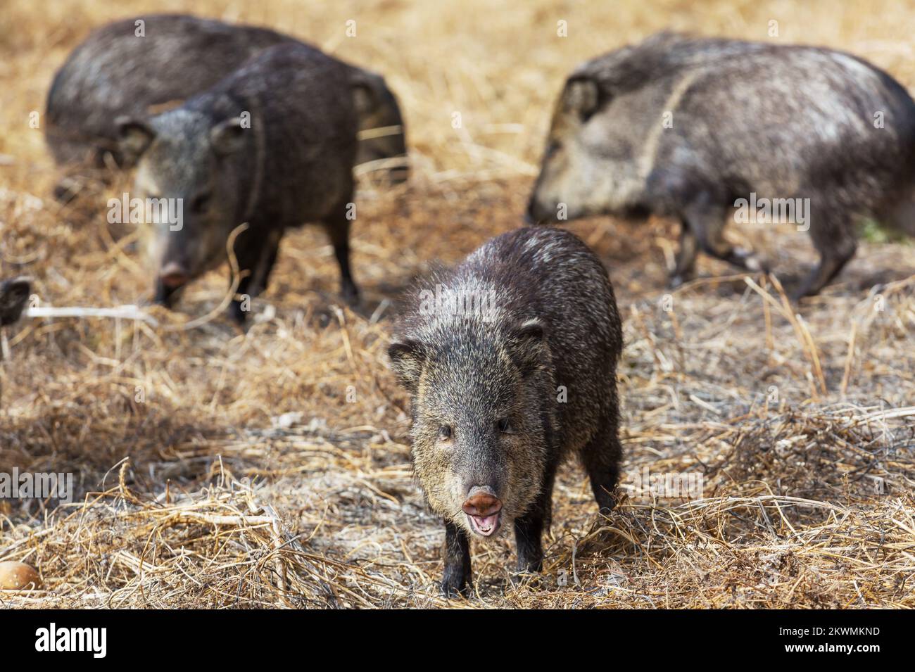 Boars head autumn hi-res stock photography and images - Alamy