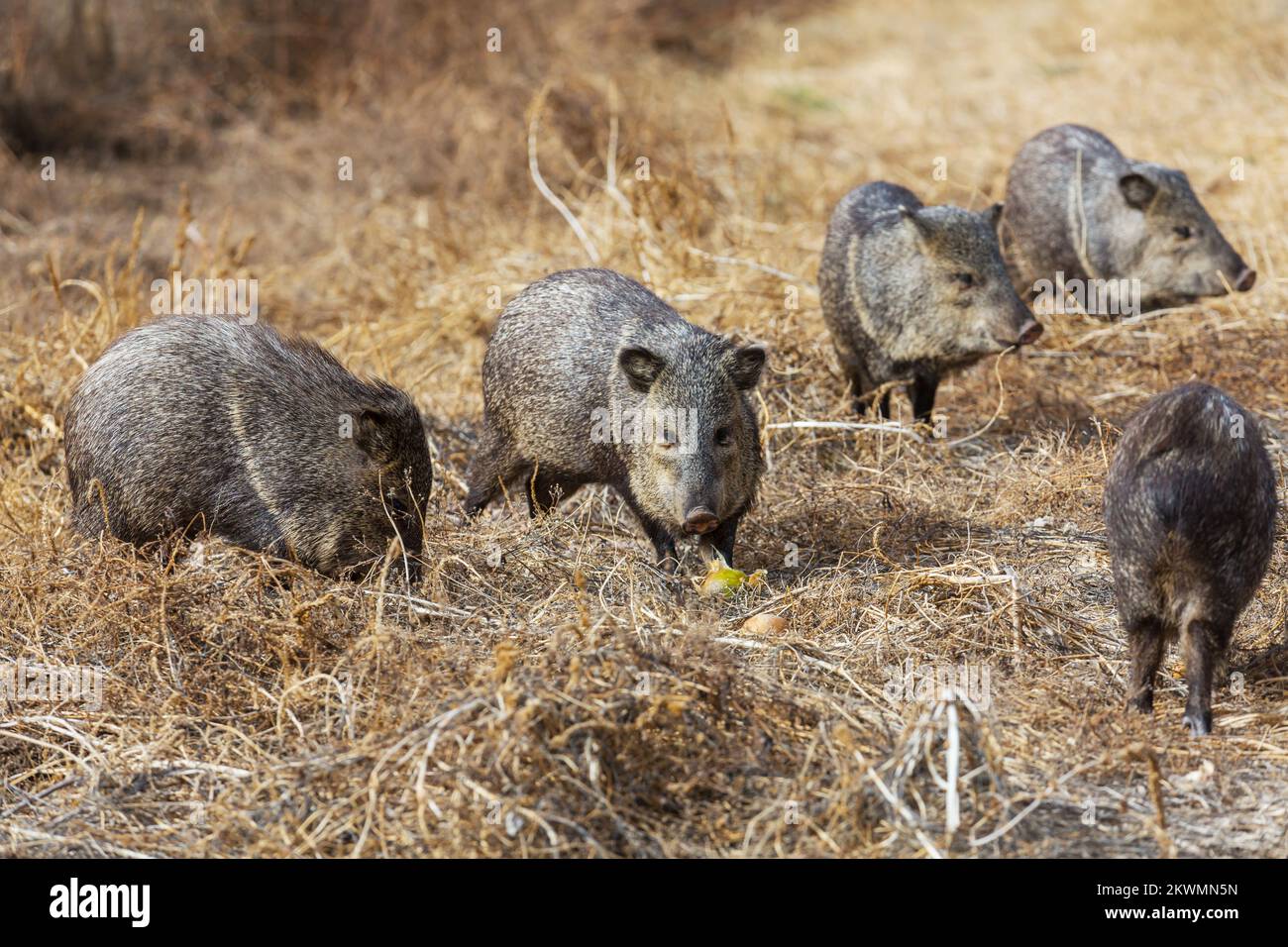 Boars head autumn hi-res stock photography and images - Alamy