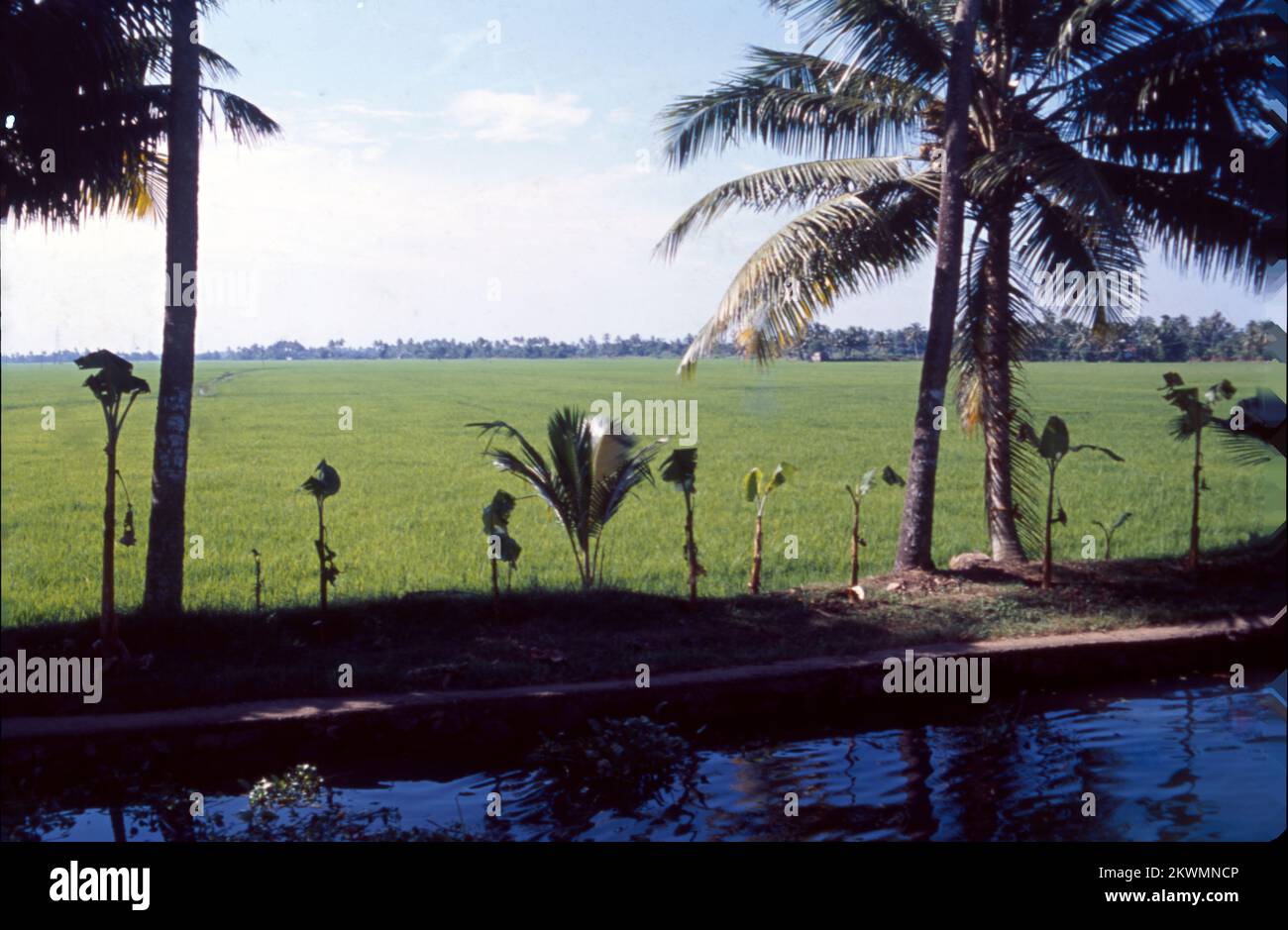 Oryza sativa, commonly known as Asian rice or indica rice, is the plant ...