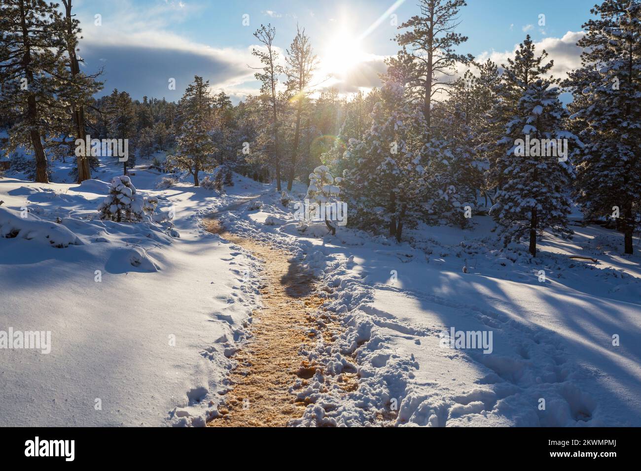 Scenic snow-covered forest in winter season. Good for Christmas ...