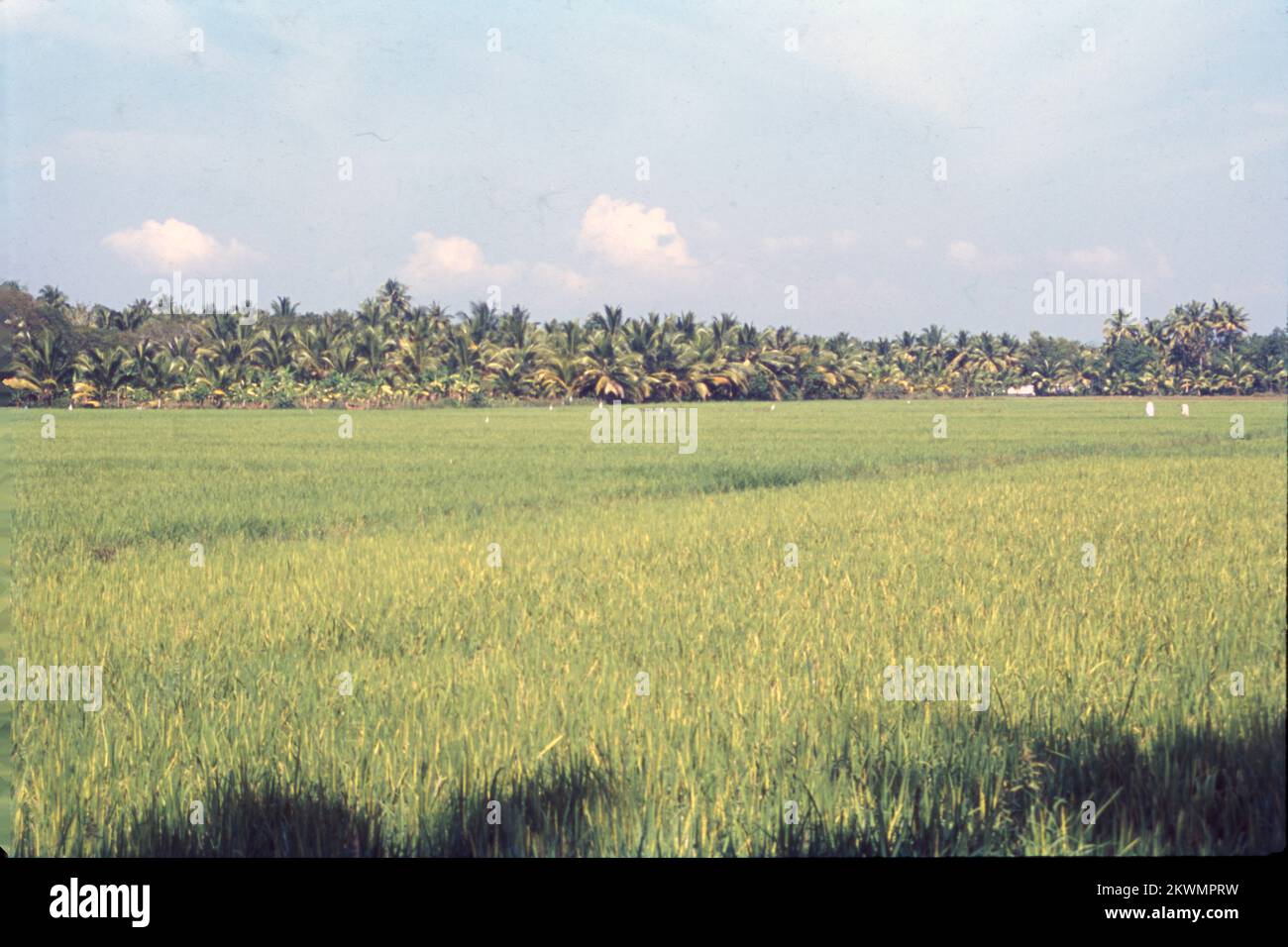 Oryza sativa, commonly known as Asian rice or indica rice, is the plant ...