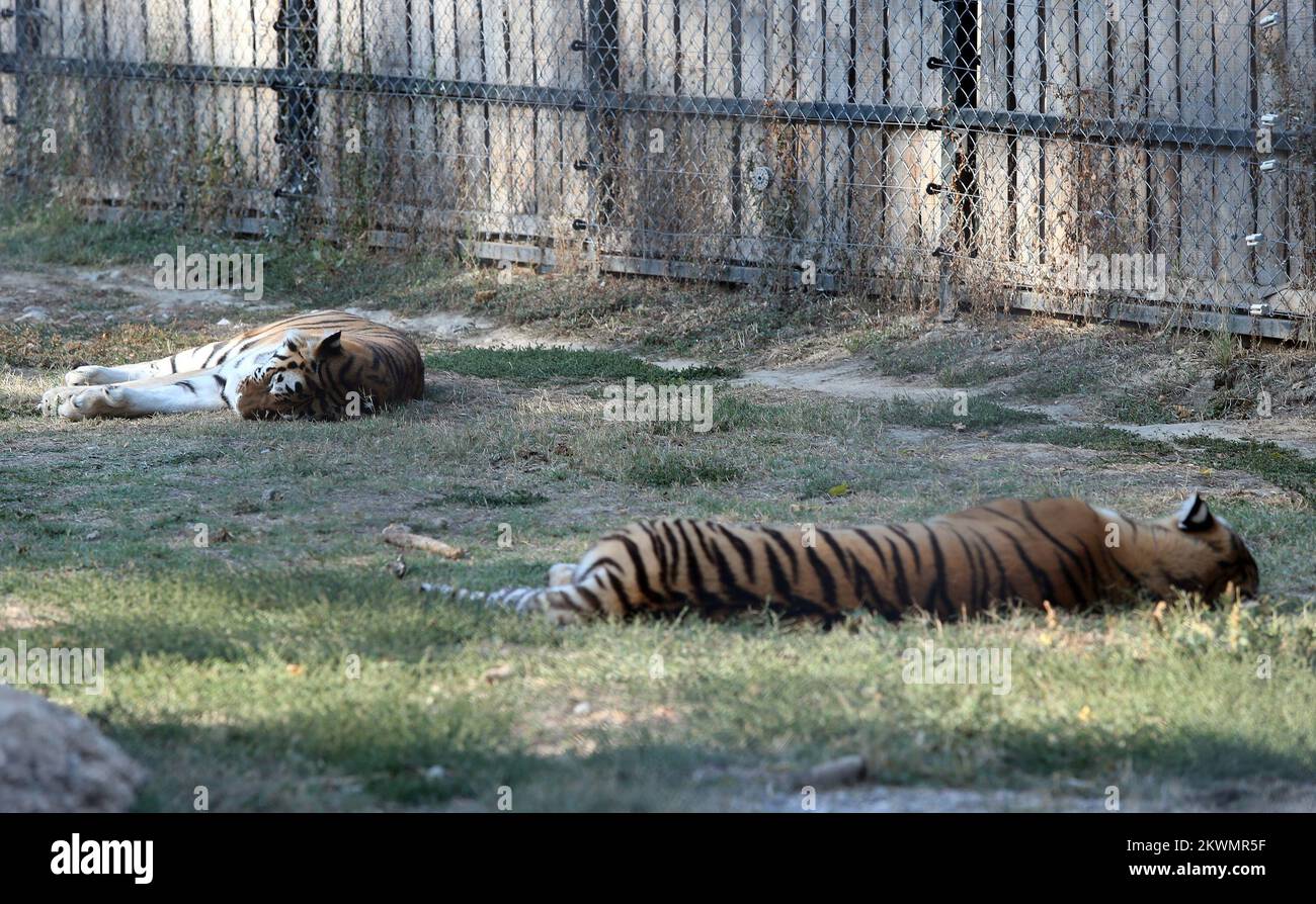 11.10.2012., Skopje, Macedonia - ZOO in Skopje was founded in 1926 by a ...
