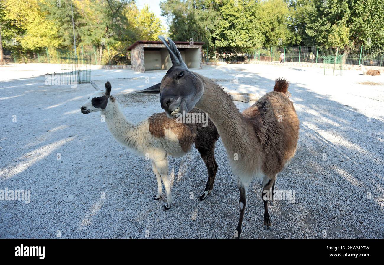 11.10.2012., Skopje, Macedonia - ZOO in Skopje was founded in 1926 by a ...