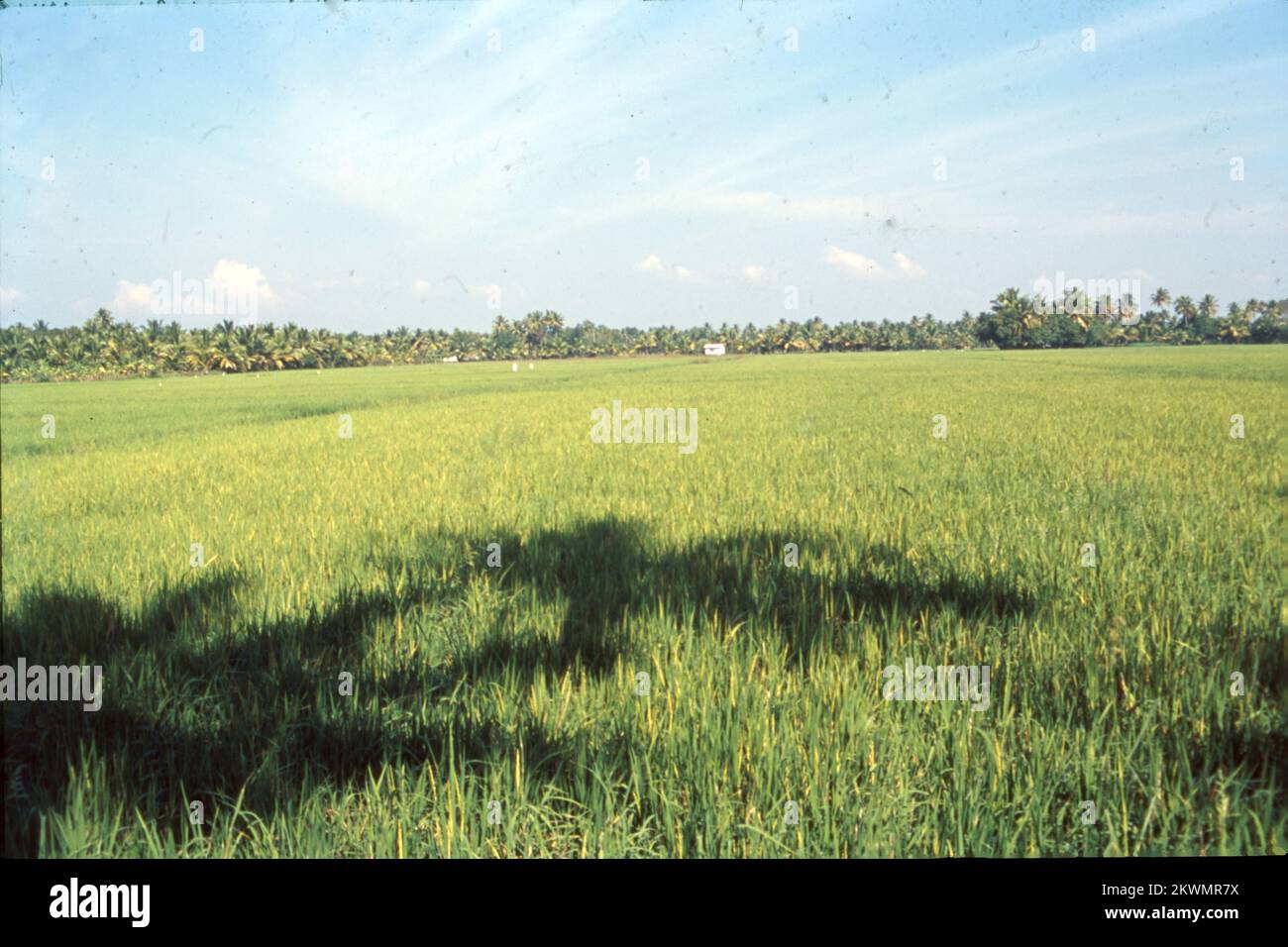 Oryza sativa, commonly known as Asian rice or indica rice, is the plant ...