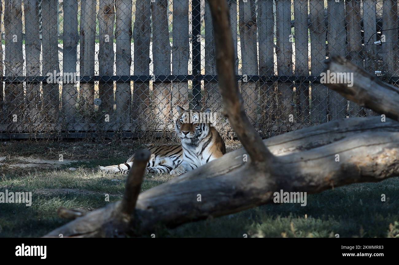 11.10.2012., Skopje, Macedonia - ZOO in Skopje was founded in 1926 by a ...