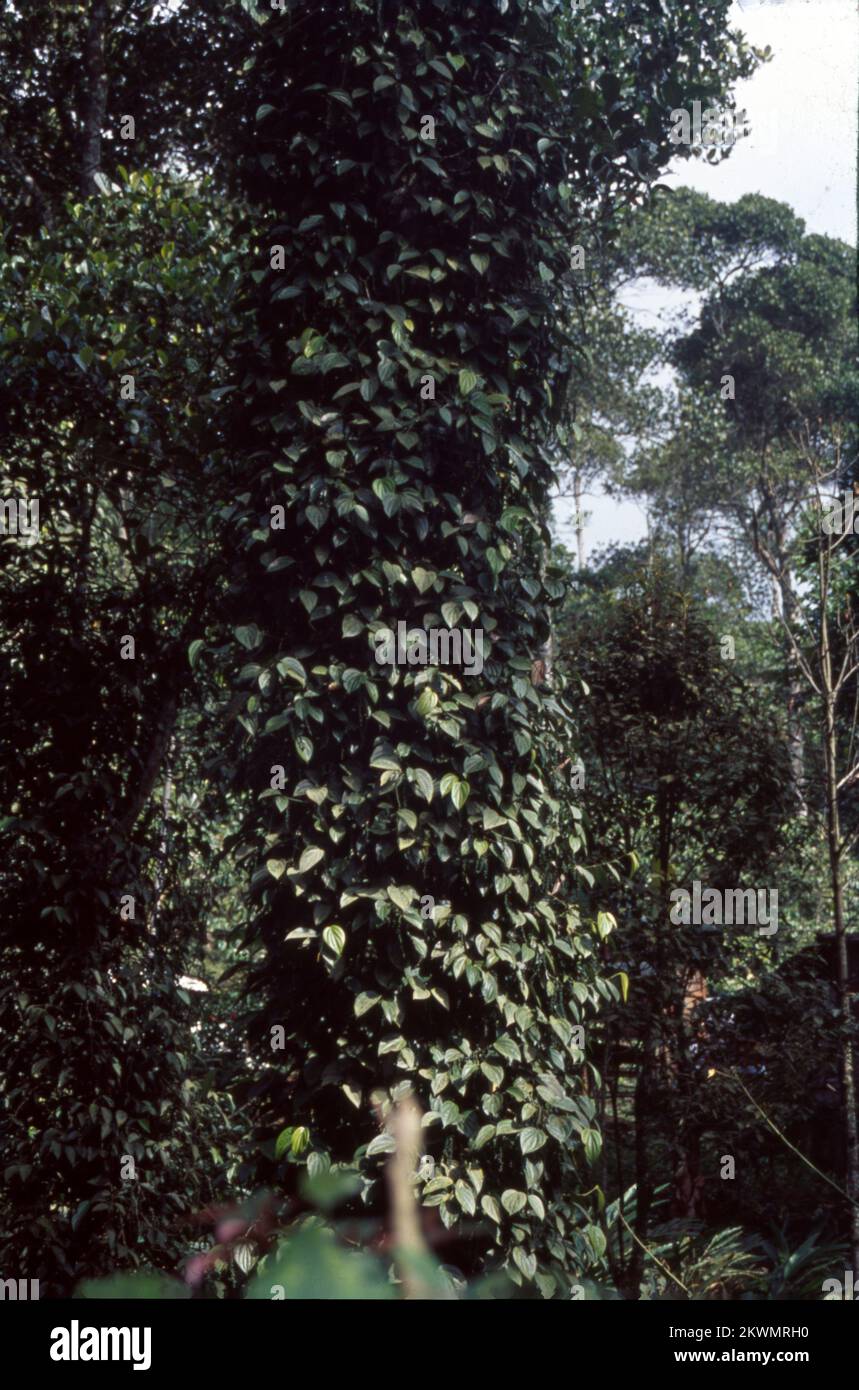 Pepper or black gold has earned Kerala transnational fame. Pepper is ...