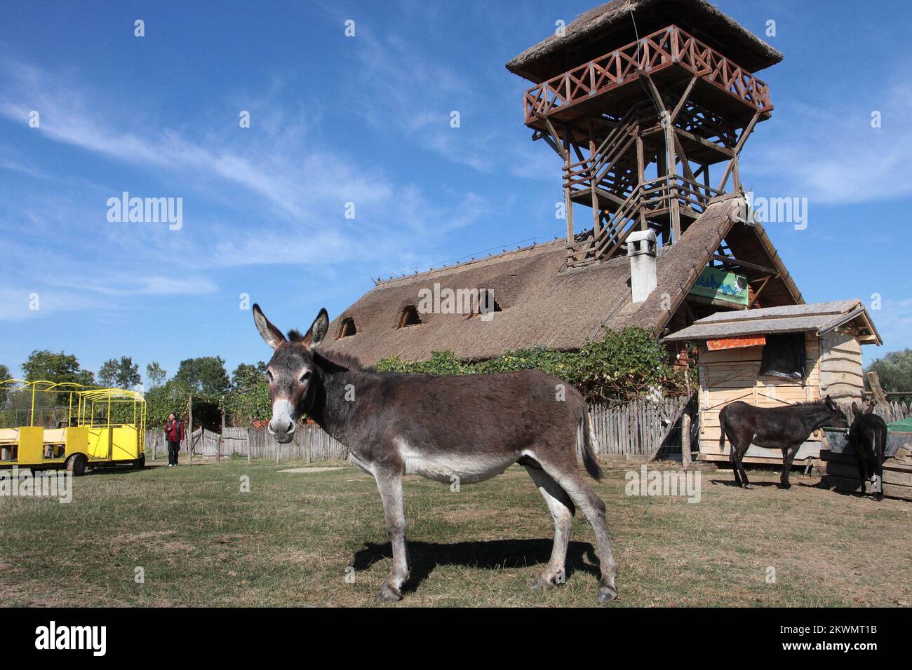 Donkey cheese hi-res stock photography and images - Alamy