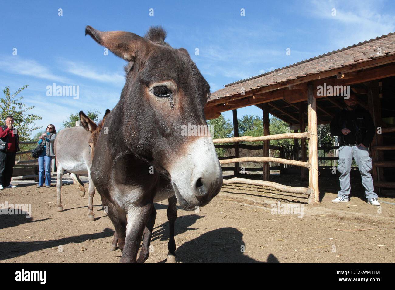 09.10.2012., Srijemska Mitrovica, Serbia - The most expensive cheese is ...