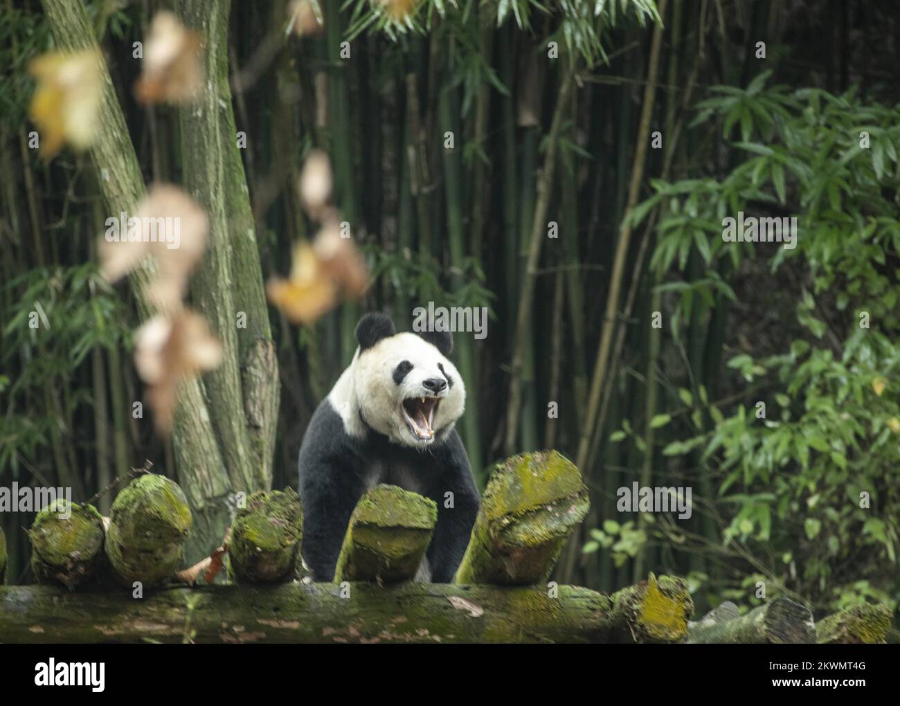 Chengdu City, China, 30 November, 2022. Cute giant pandas in Dujiangyan ...