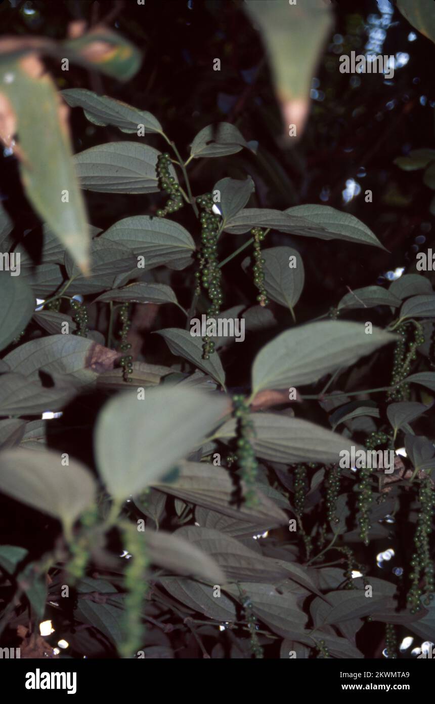 Pepper or black gold has earned Kerala transnational fame. Pepper is ...