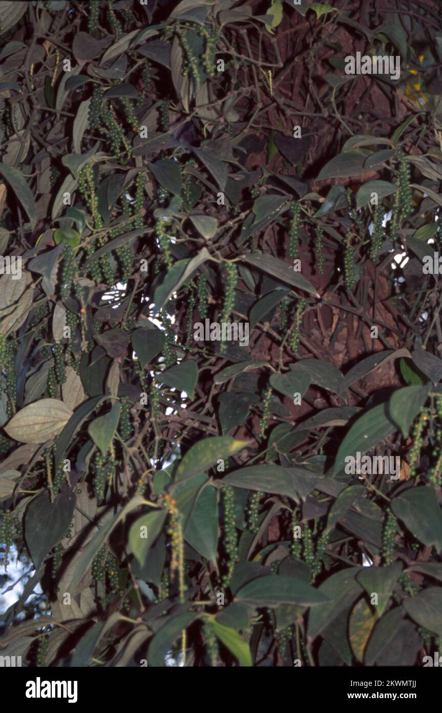 Black and red indian creeper hi-res stock photography and images - Alamy