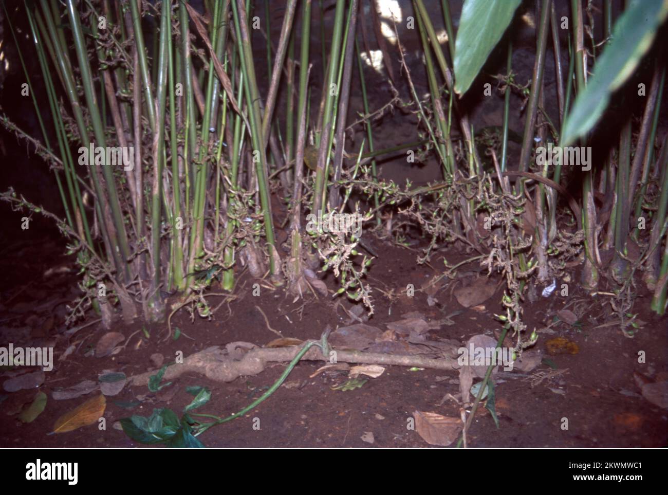 Cardamom ( Elettaria cardamomum L.) popularly, known as Queen of Spices ...