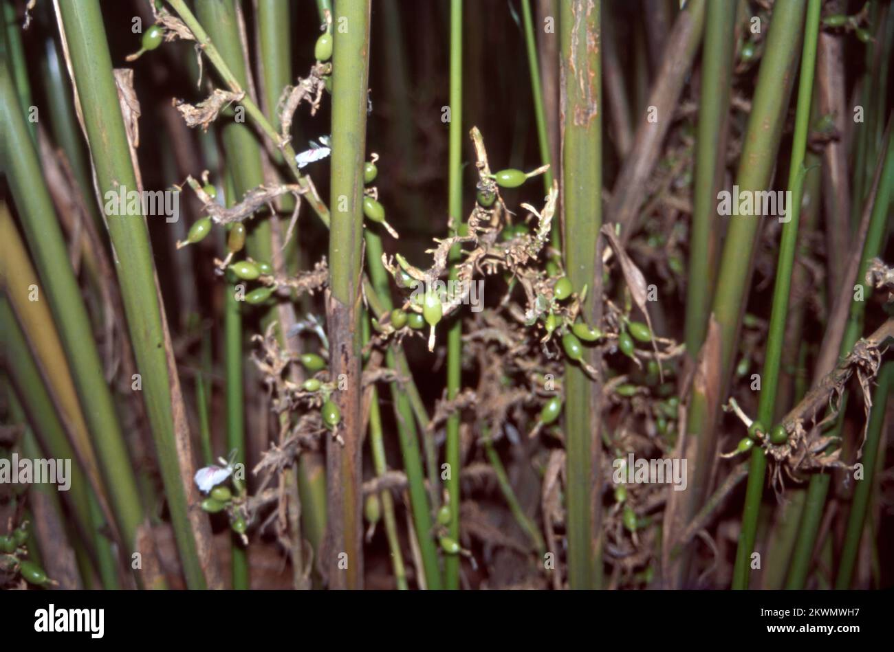 élichi hi-res stock photography and images - Alamy