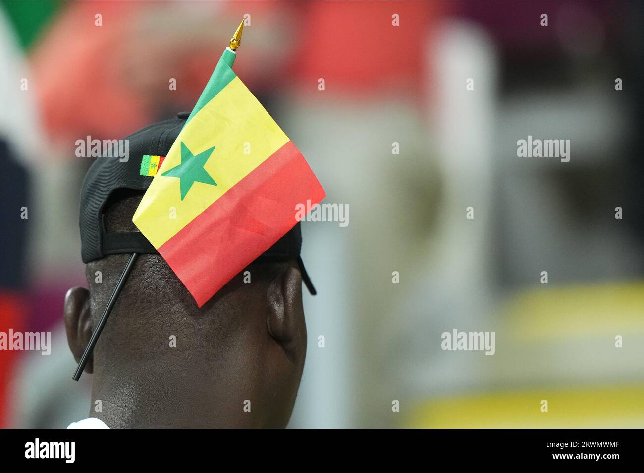 Senegal fan with a small flag during the FIFA World Cup Qatar 2022 ...