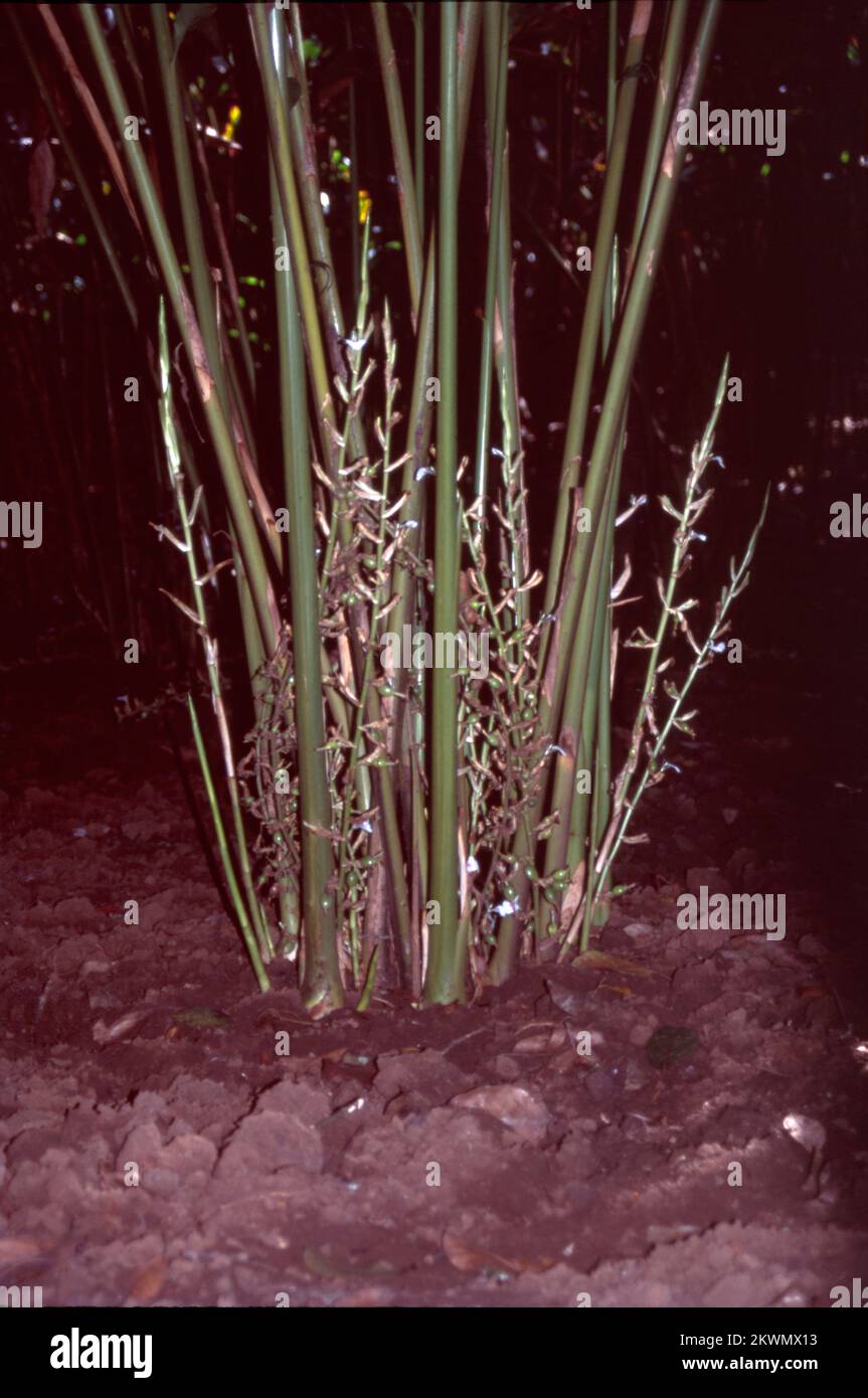 Cardamom ( Elettaria cardamomum L.) popularly, known as Queen of Spices ...